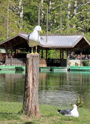 Où se rendre pour observer les différentes espèces d’oiseaux à ...