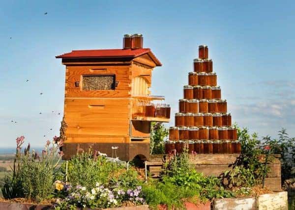 Flow Hive - Les ruches intelligentes pour récolter le miel sans gêner ...
