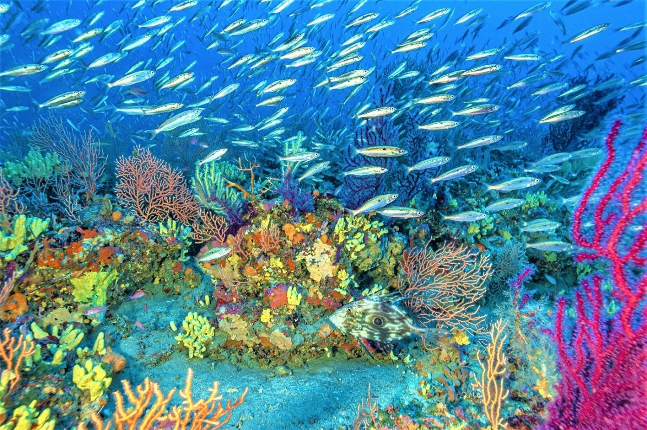 Documentaire "Planète Méditerranée", une expédition sous-marine ...