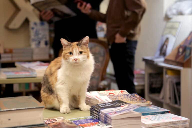 Vidéo | Mon Chat Pitre, la première librairie de France avec des chats ...