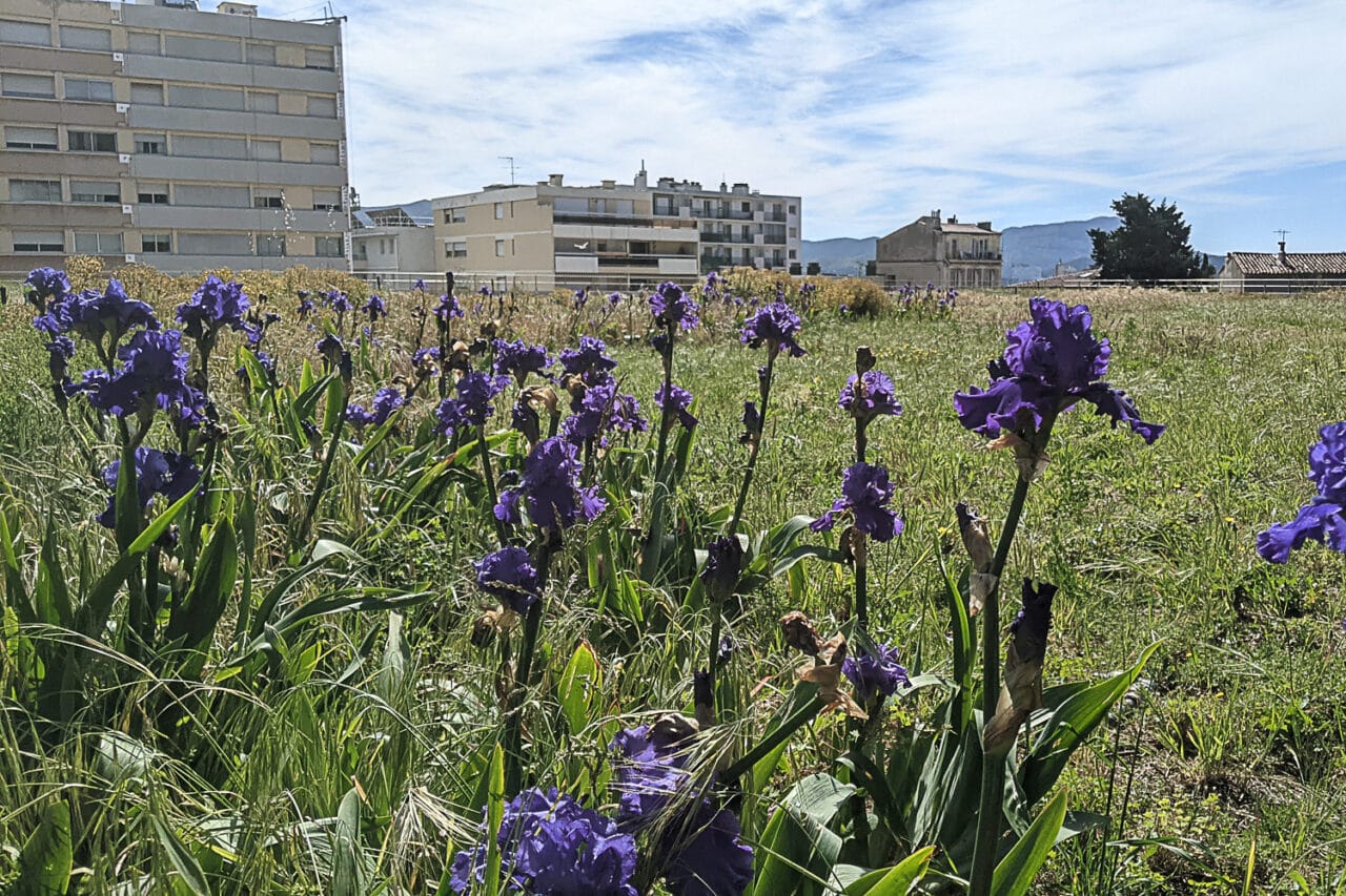 En vidéo | Une grande prairie pousse sur un toit en plein centre de ...