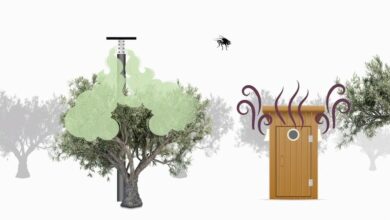 Avec sa solution naturelle et sensorielle, Cearitis s'attaque aux ...